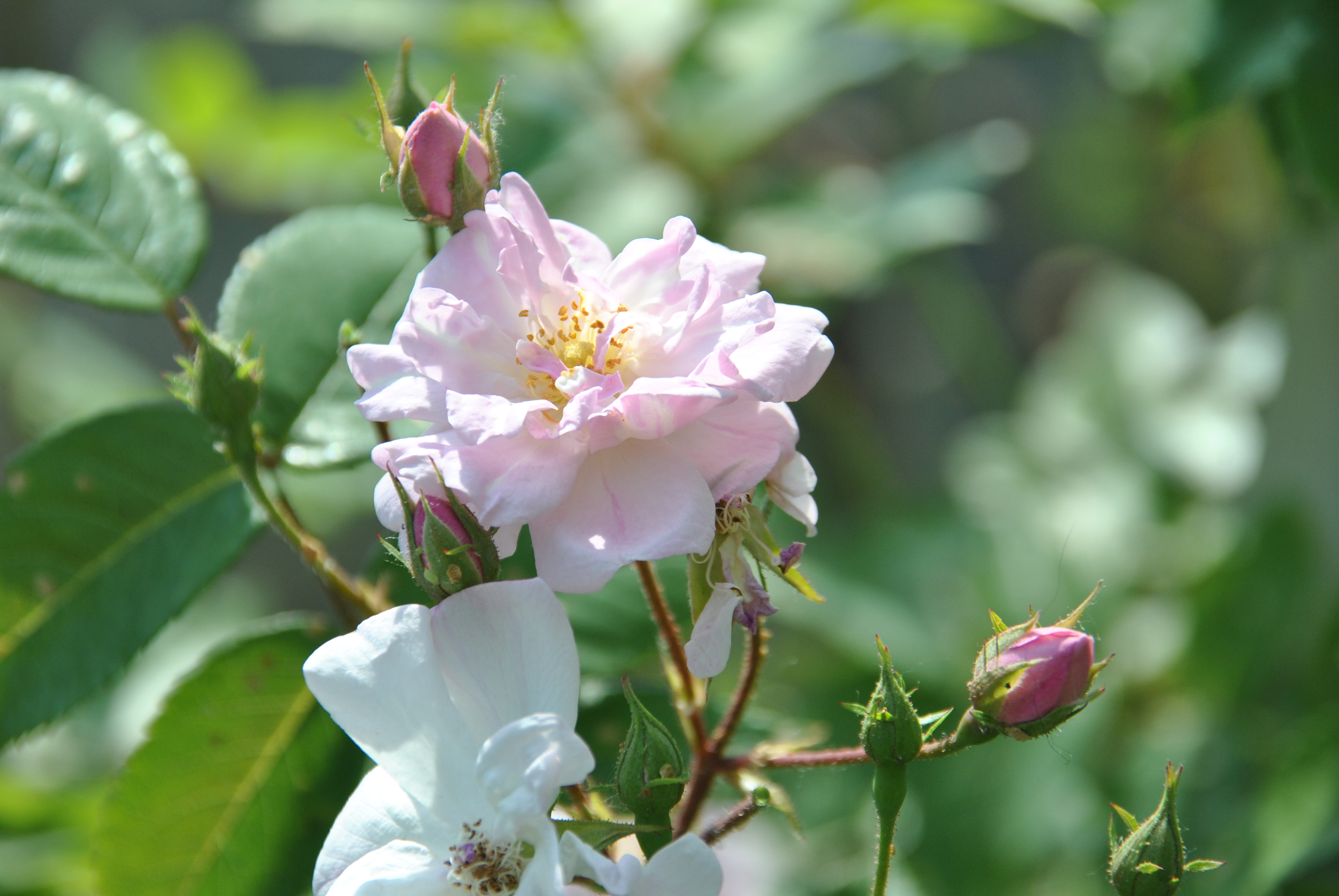 rosa 'Narrow Water' - Les Jardins de Malorie