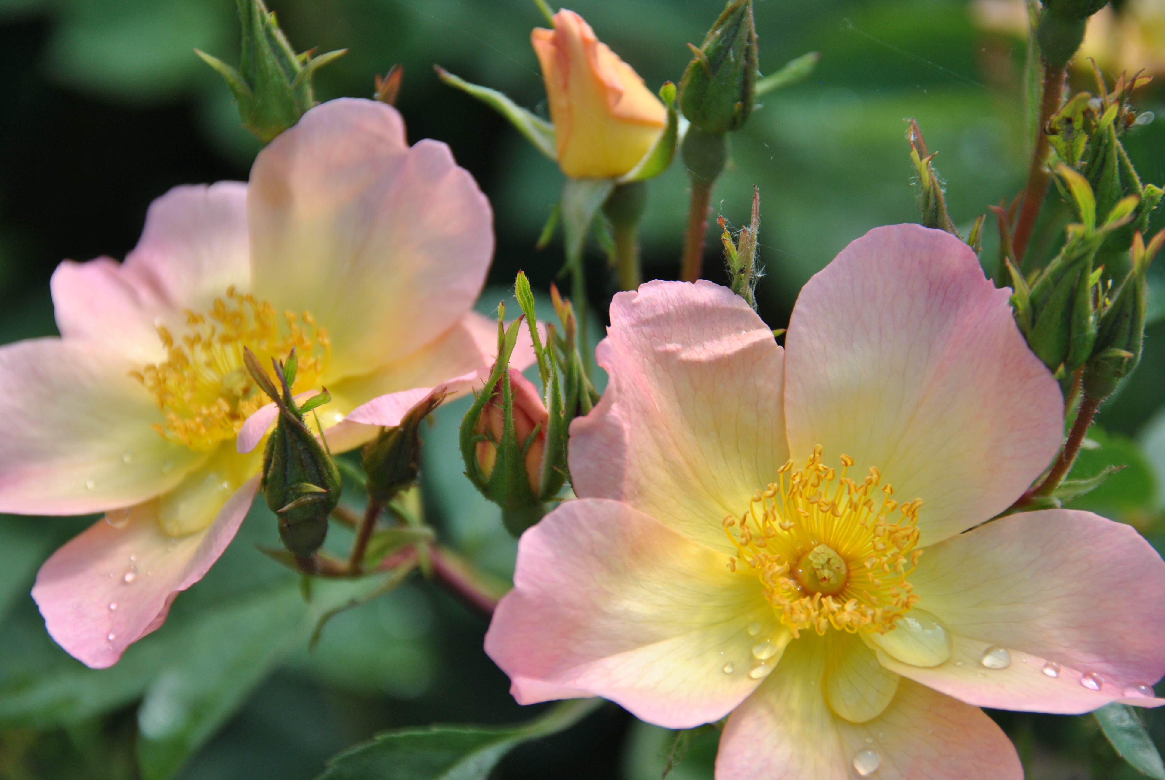 the alexandra rose - Les Jardins de Malorie