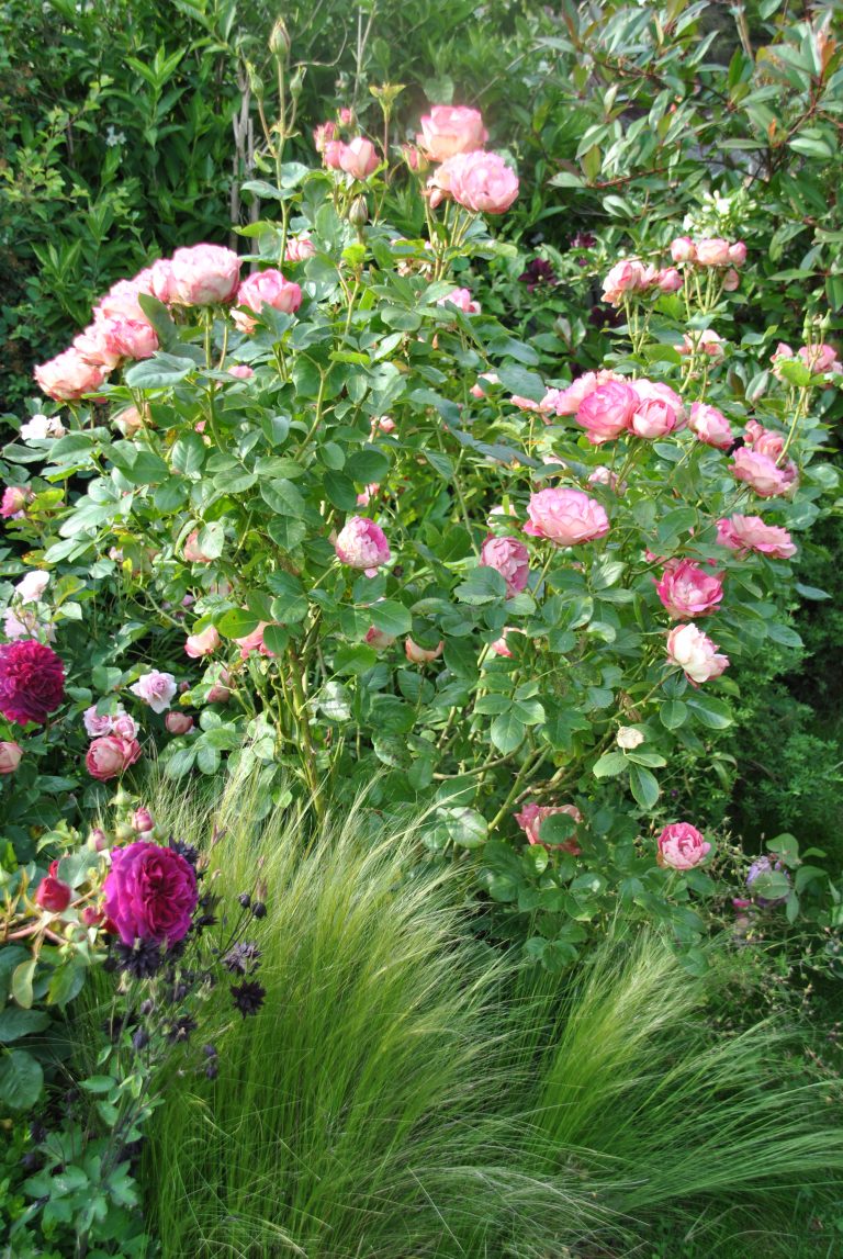 Focus sur 'Acropolis', un rosier qui ne laisse pas indifférent - Les ...