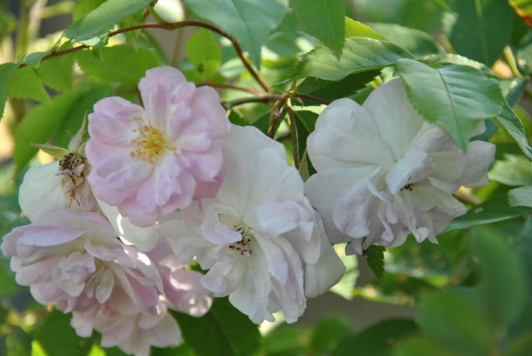 Focus sur 'Narrow Water', un rosier grimpant remontant - Les Jardins de ...