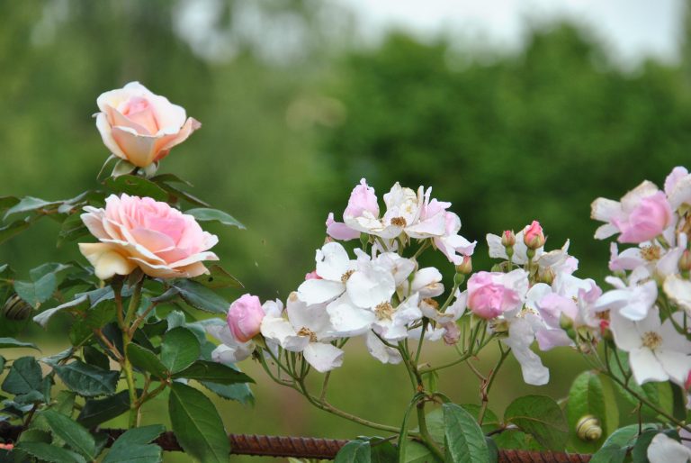 Focus sur le rosier 'Kathleen' - Les Jardins de Malorie