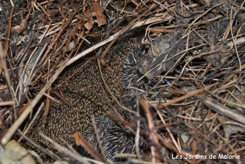 璉 Un hérisson dans mon jardin... - Les Jardins de Malorie