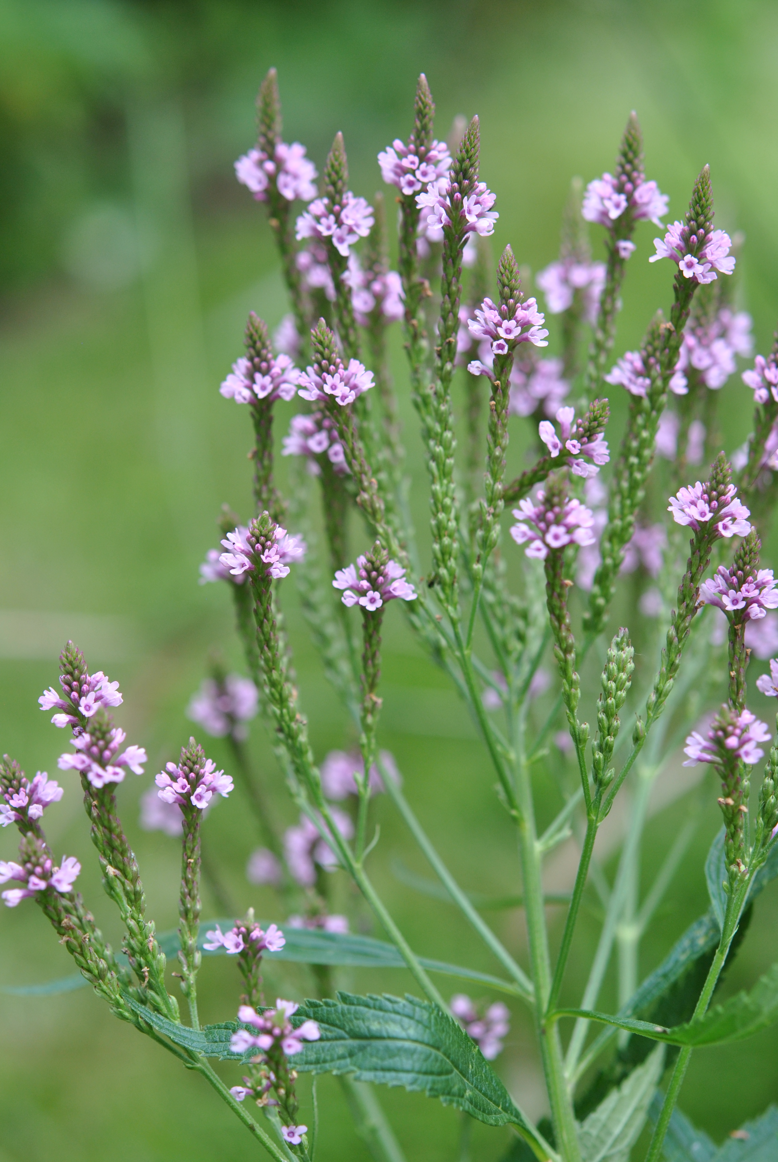 verbena hastata - Les Jardins de Malorie