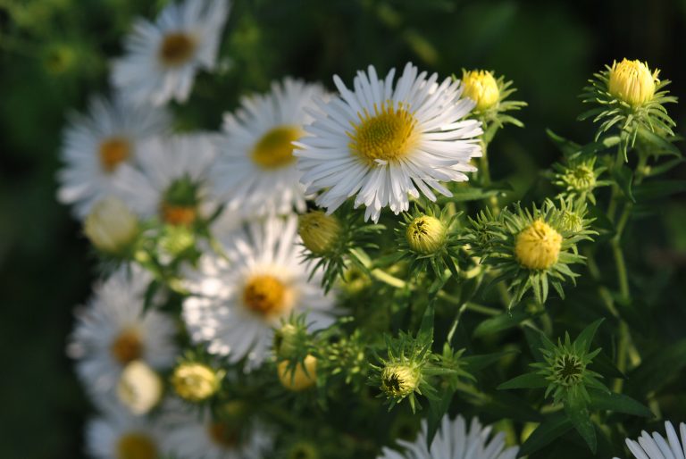 Les asters, les rois de l'automne! - Les Jardins de Malorie