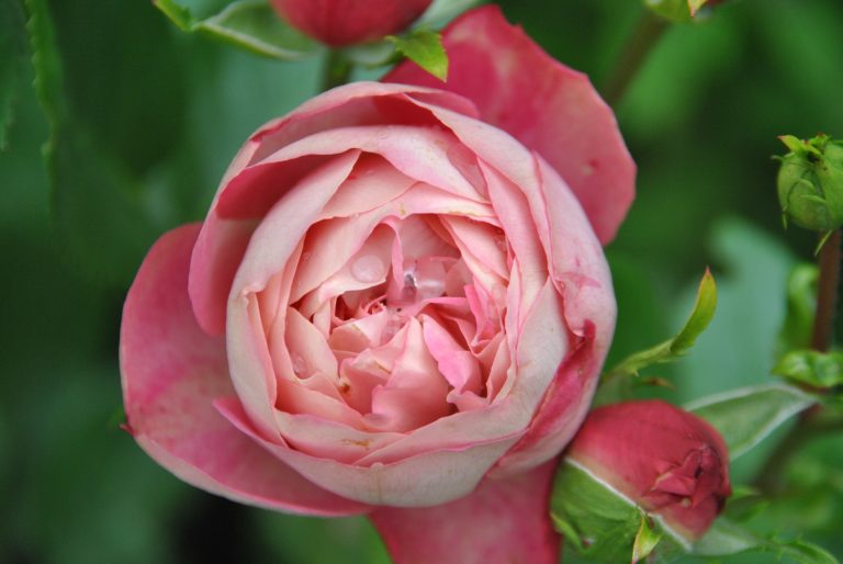 Focus sur 'Acropolis', un rosier qui ne laisse pas indifférent - Les ...