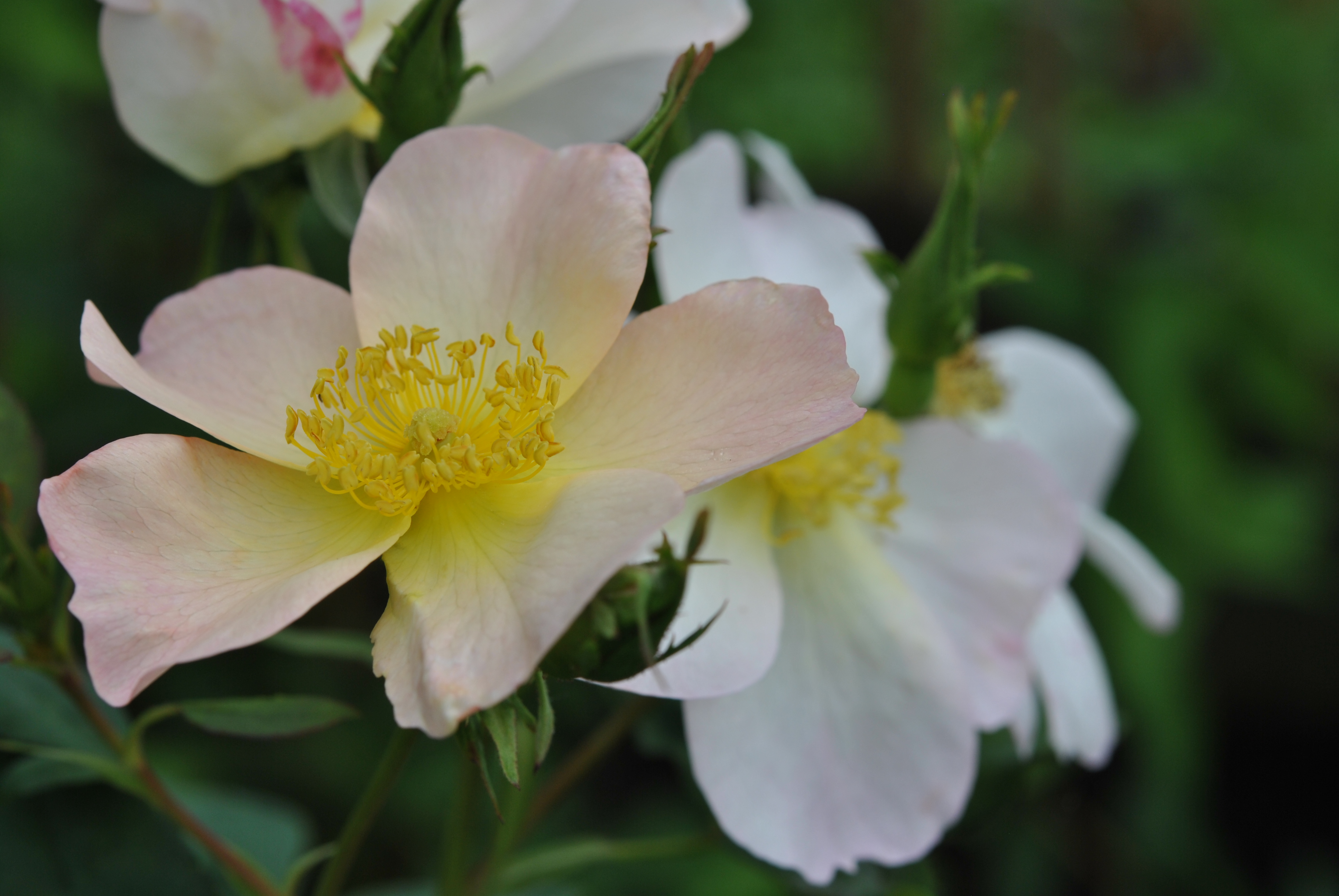 The alexandra rose - Les Jardins de Malorie
