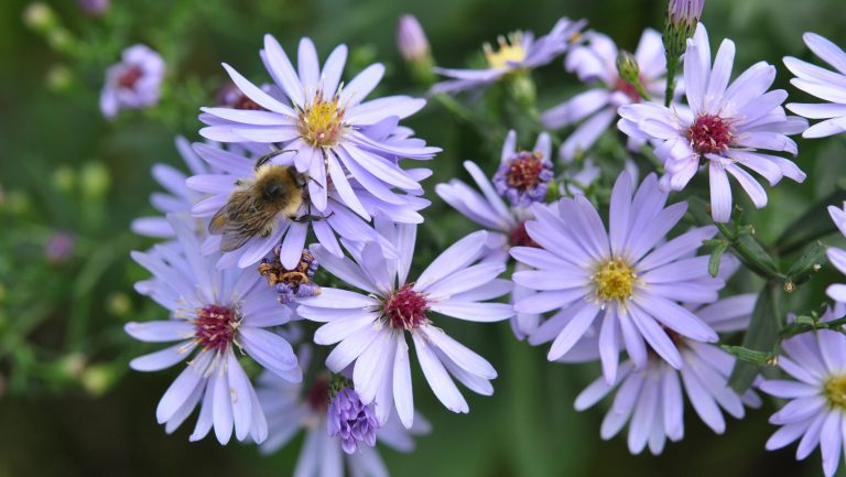 Les asters, les rois de l'automne! - Les Jardins de Malorie