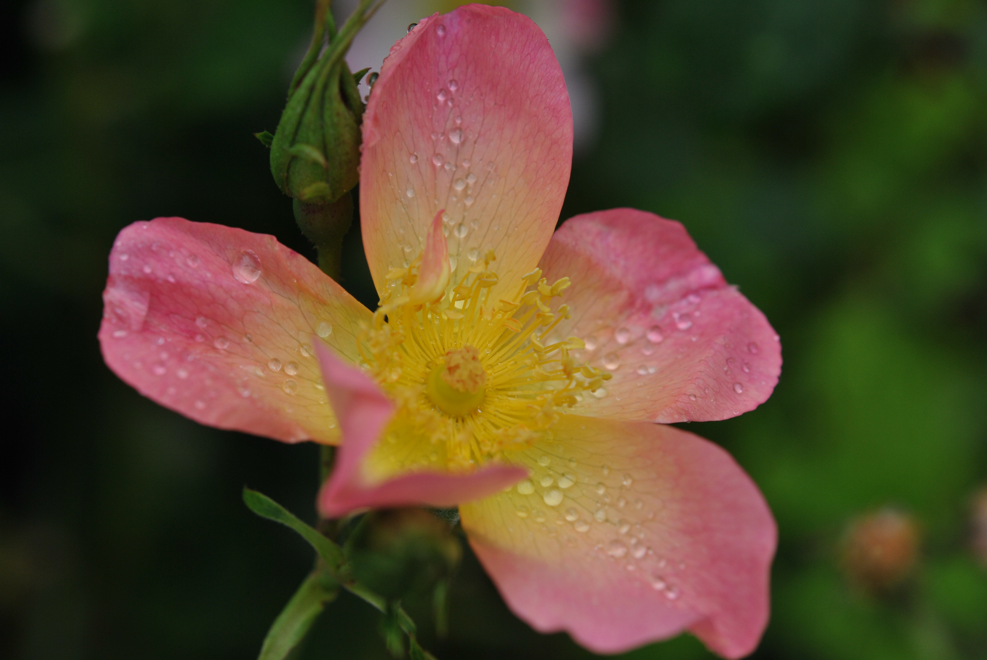 rosa 'The Alexandra Rose' - Les Jardins de Malorie