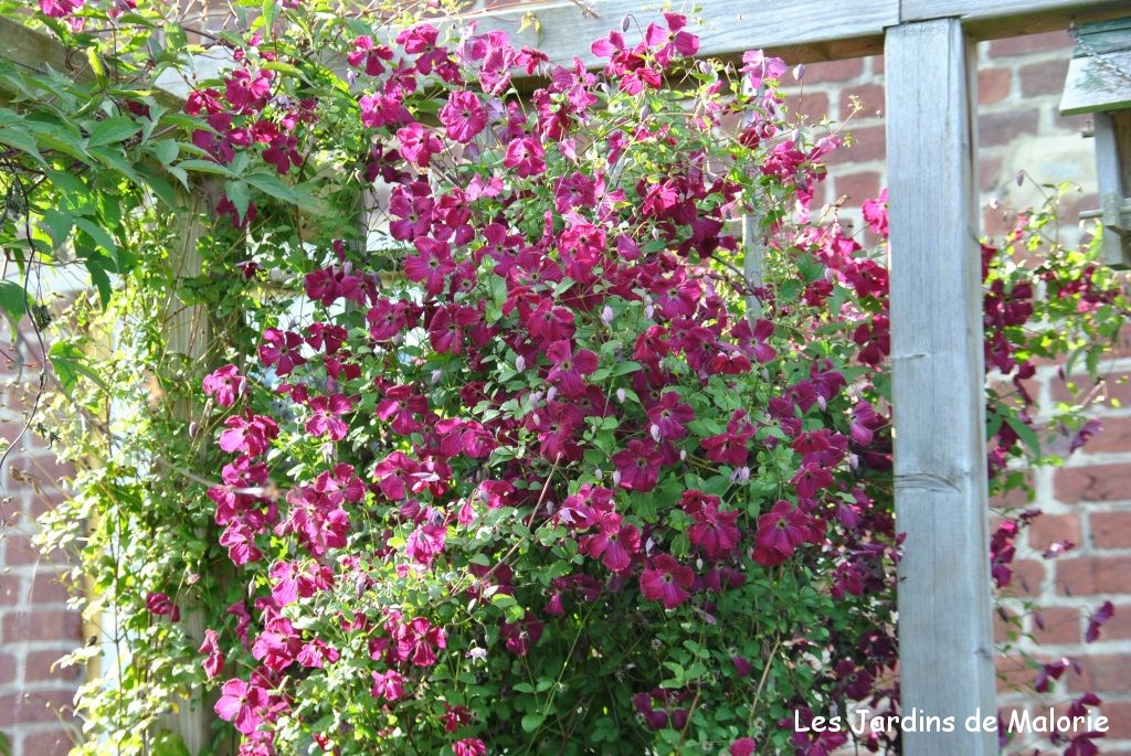 Les clématites viticella: faciles et florifères - Les Jardins de Malorie