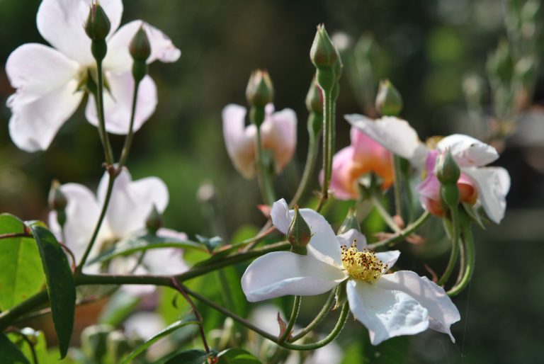 Focus sur le rosier 'Kathleen' - Les Jardins de Malorie