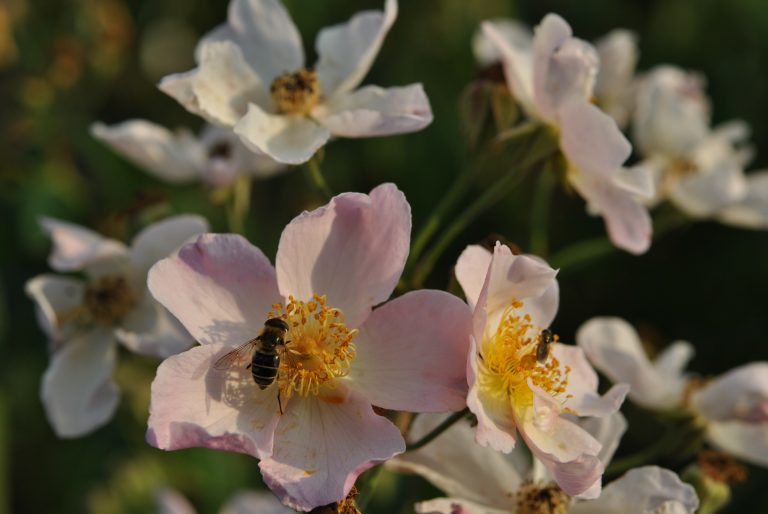 Focus sur le rosier 'Kathleen' - Les Jardins de Malorie