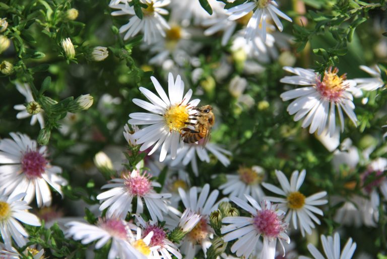 Les asters, les rois de l'automne! - Les Jardins de Malorie