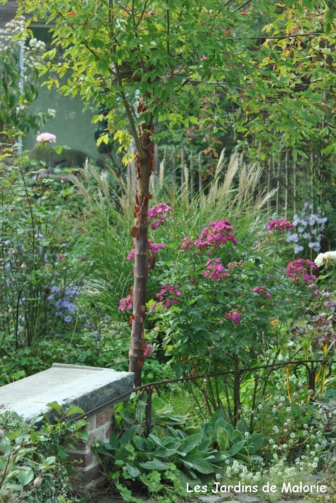 Focus sur 'Sibelius', mon rosier bien-aimé - Les Jardins de Malorie