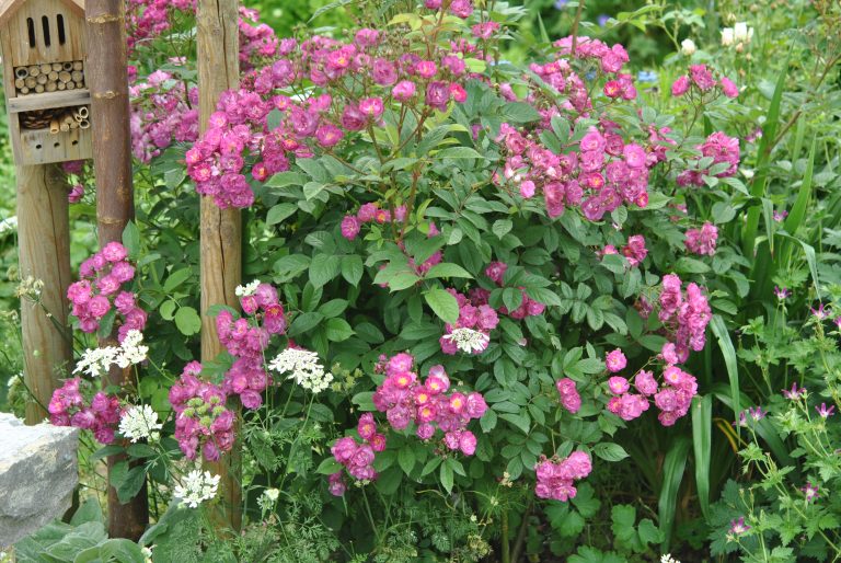 Focus sur 'Sibelius', mon rosier bien-aimé - Les Jardins de Malorie