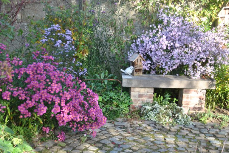 Les asters, les rois de l'automne! - Les Jardins de Malorie