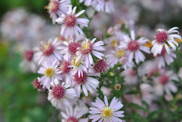 Les asters, les rois de l'automne! - Les Jardins de Malorie