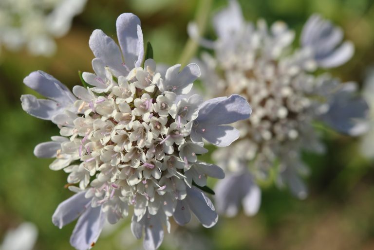 Les scabieuses, comme des fleurs des champs - Les Jardins de Malorie
