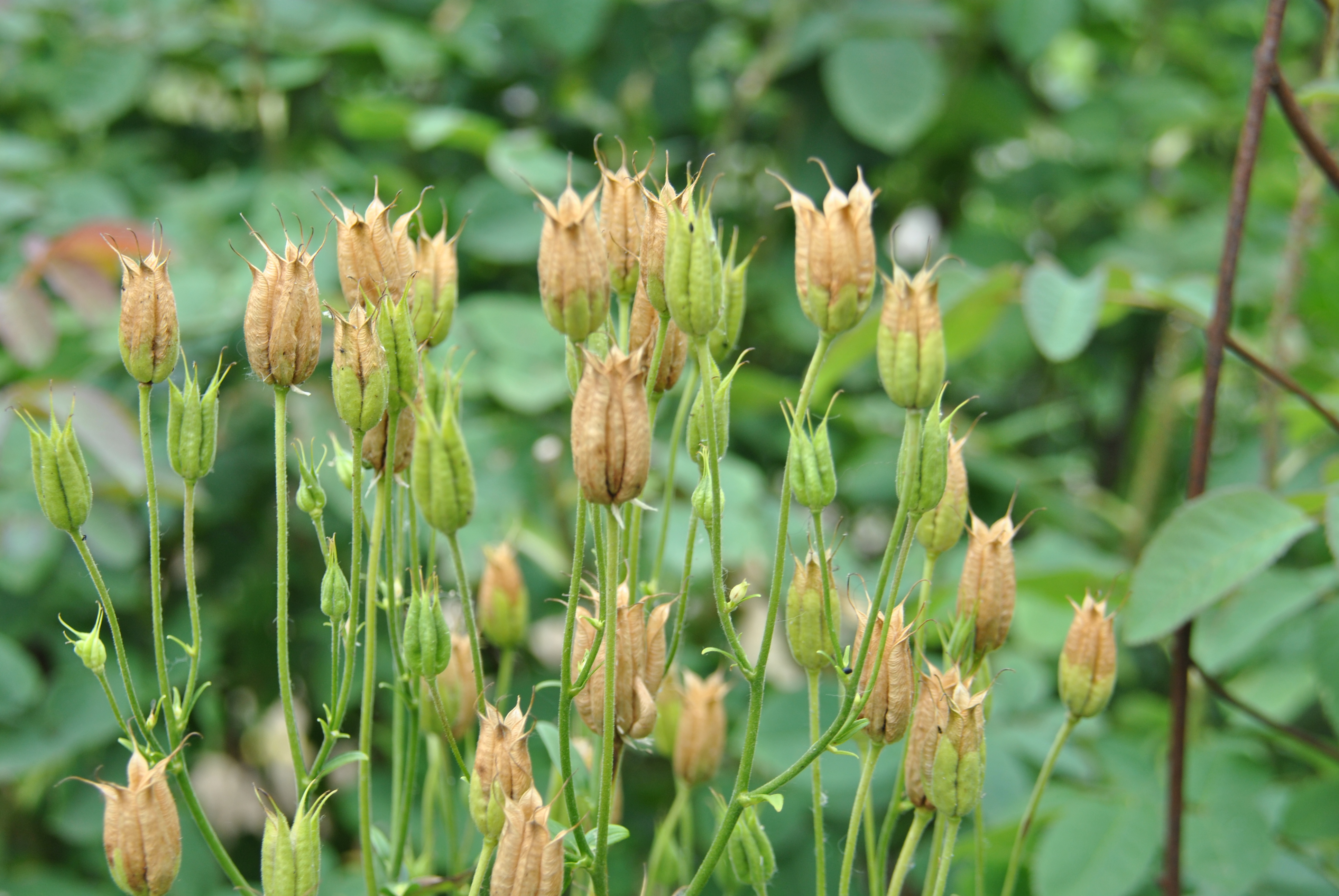 graines ancolie - Les Jardins de Malorie