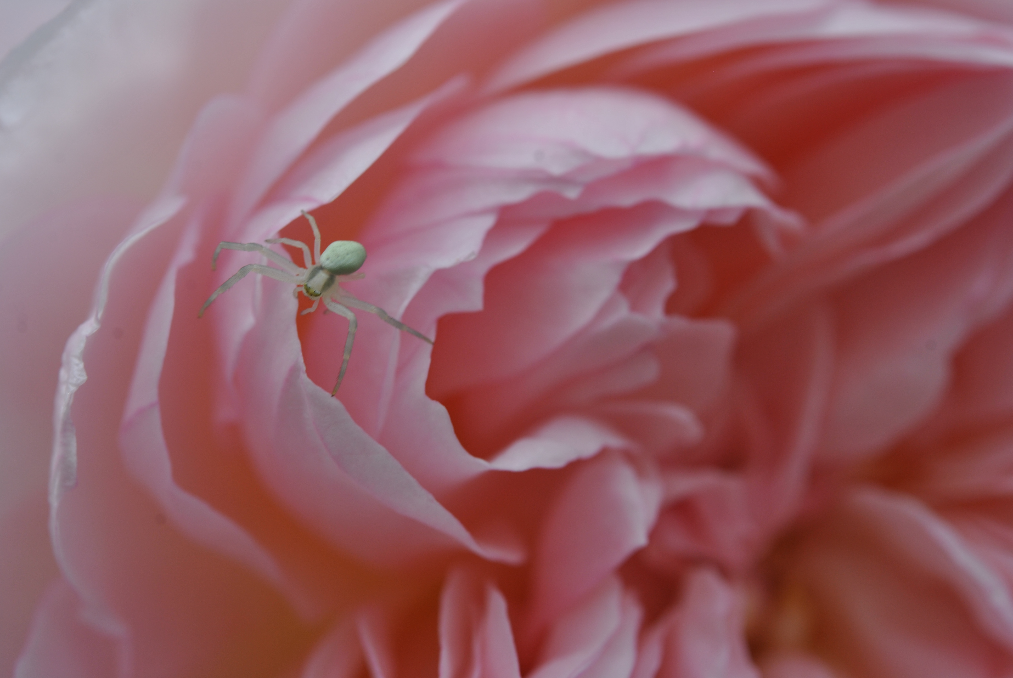 araignée crabe sur rosa 'Gentle Hermione' - Les Jardins de Malorie
