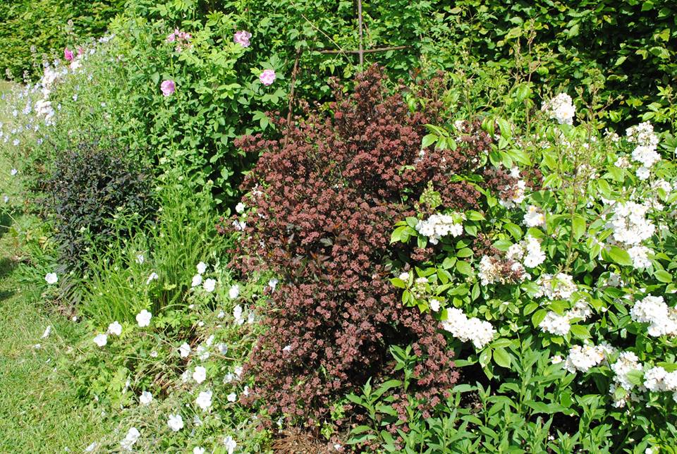 Des petits arbustes à fleurs pour créer une haie libre basse - Les ...