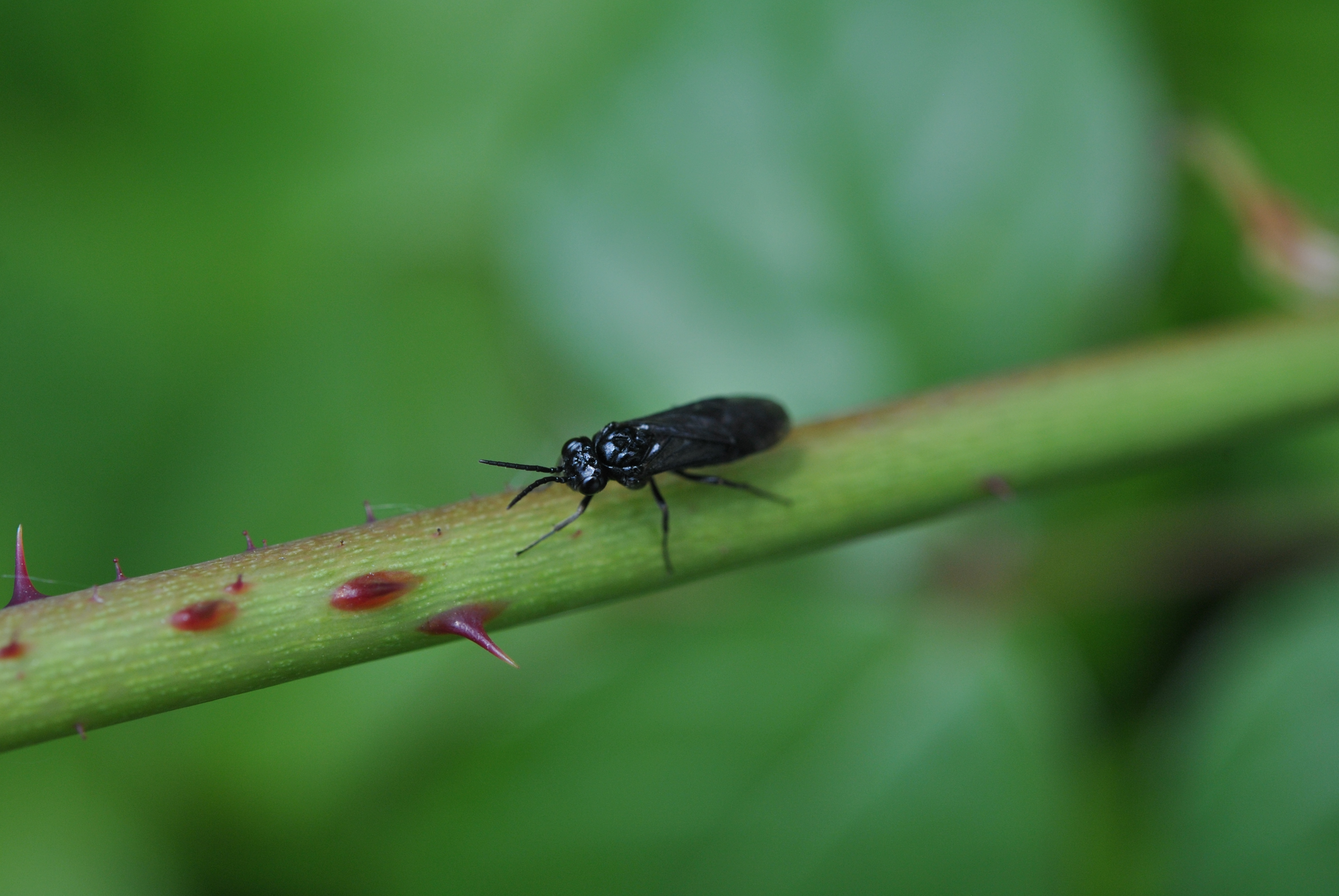 insecte - Les Jardins de Malorie