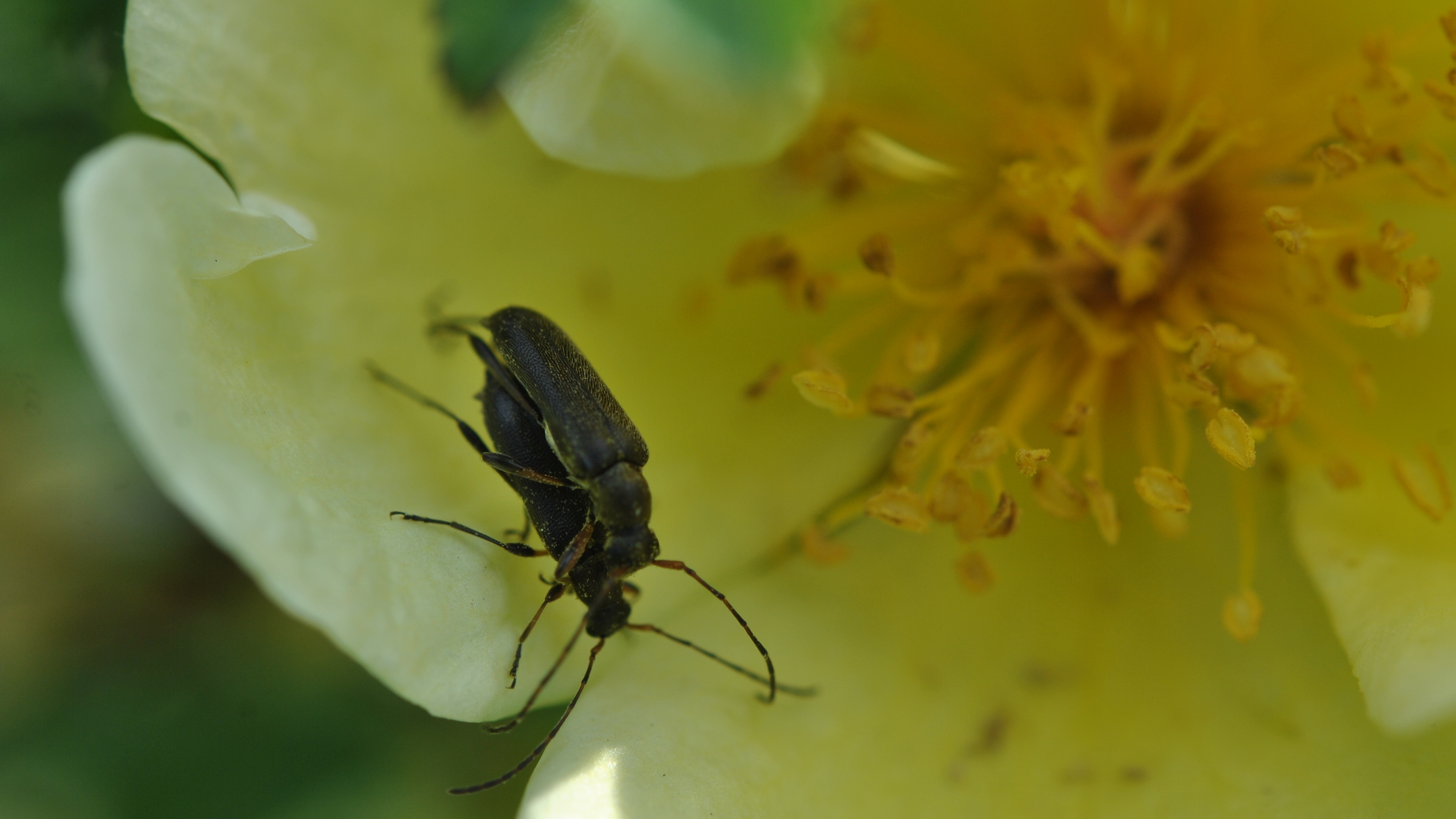 insectes - Les Jardins de Malorie