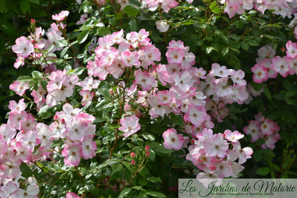 Focus sur le rosier 'Rush' - Les Jardins de Malorie