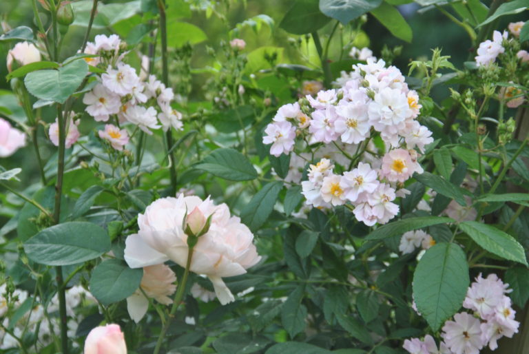 Focus sur le rosier 'Gentle Hermione' - Les Jardins de Malorie