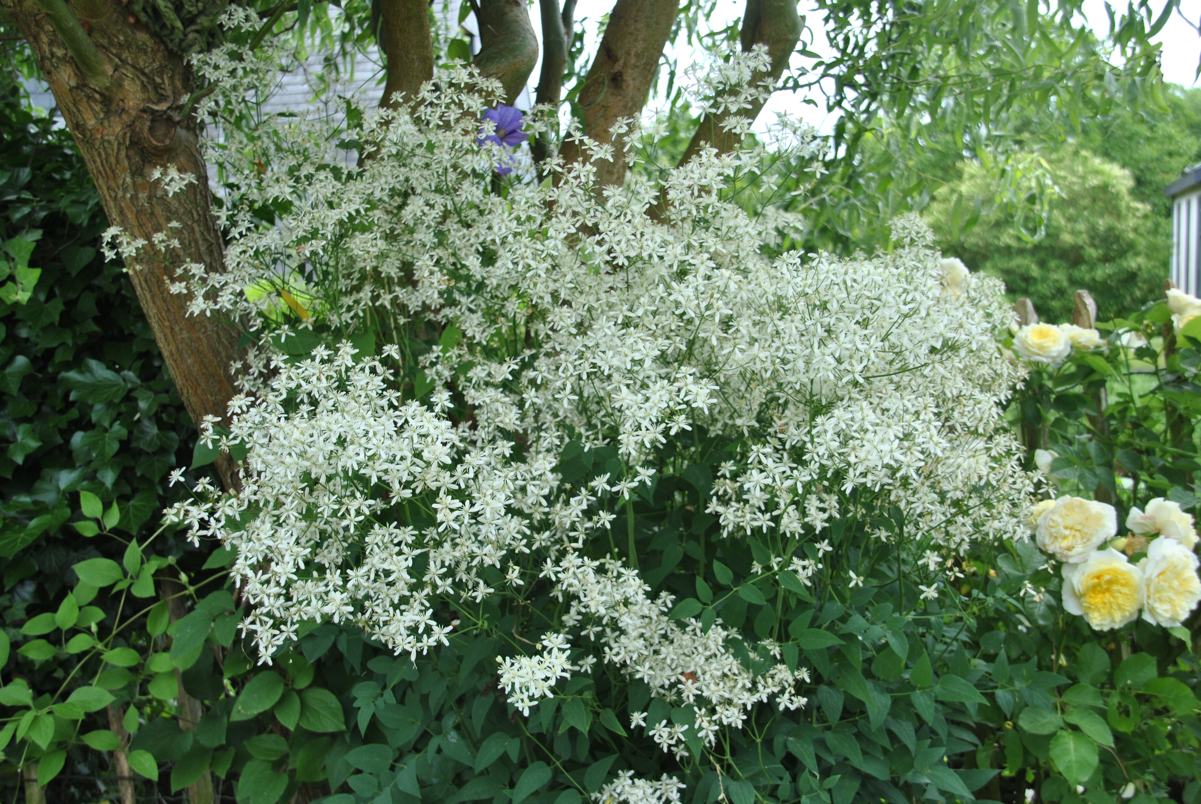 clématis recta - Les Jardins de Malorie