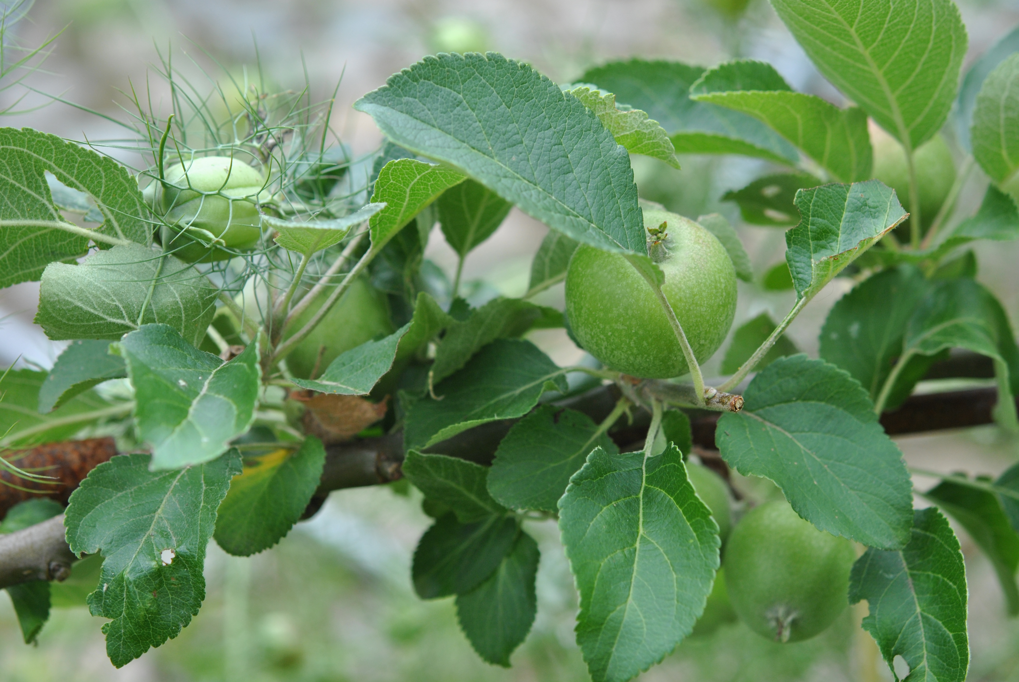 pommier - Les Jardins de Malorie