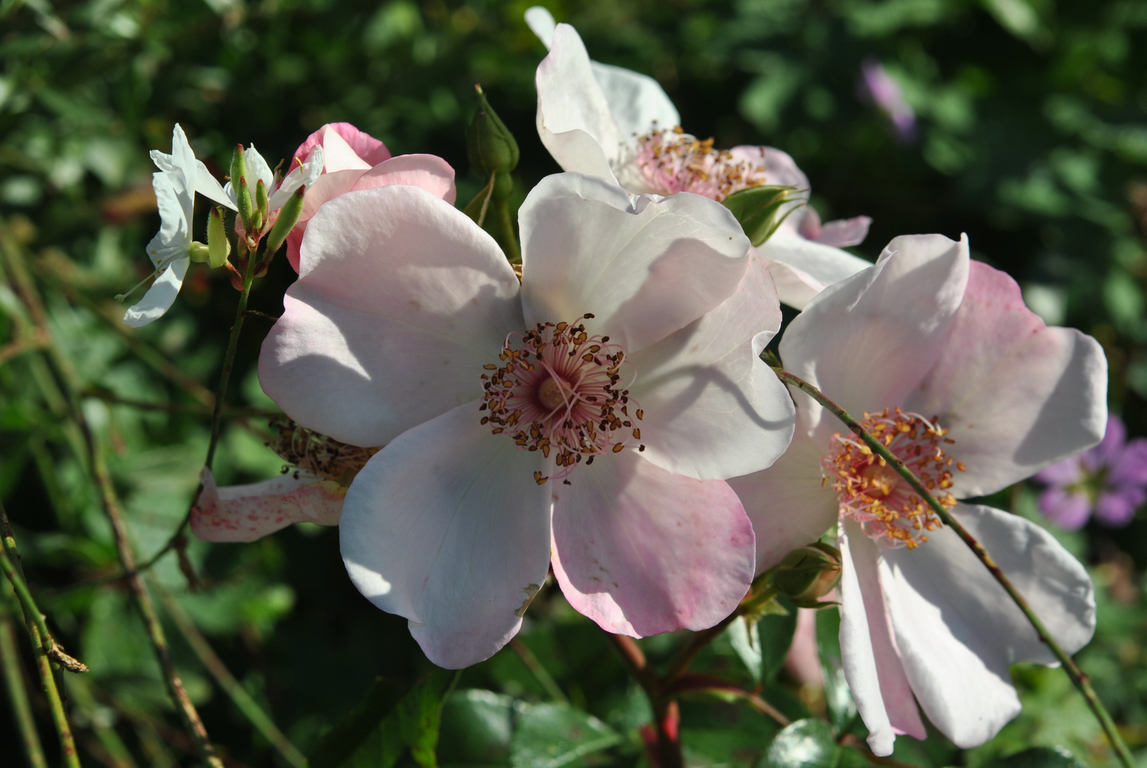 rosa 'Astronomia' et gaura, (en novembre) - Les Jardins de Malorie