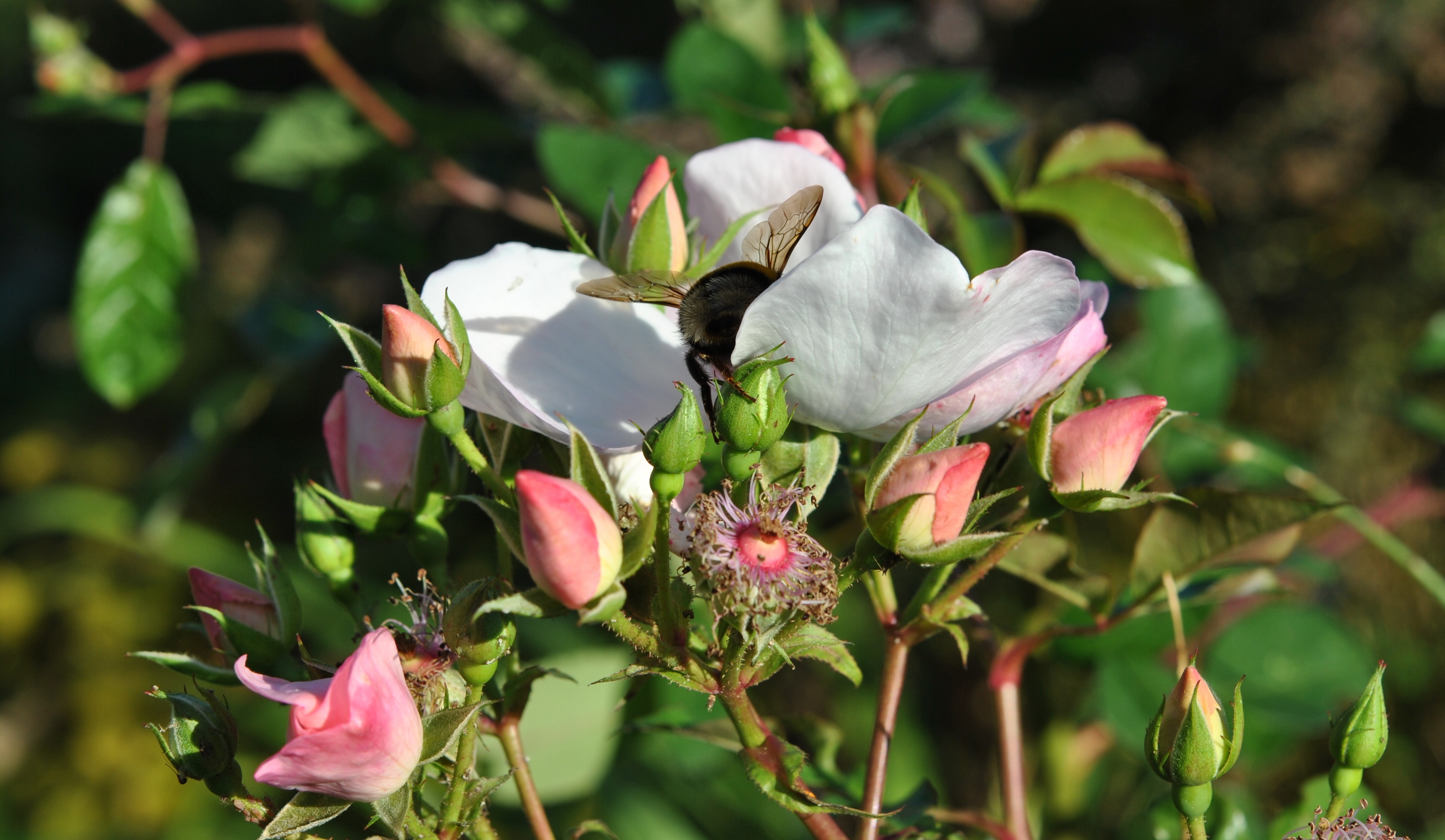 rosa 'Astronomia' fleurit encore début novembre - Les Jardins de Malorie