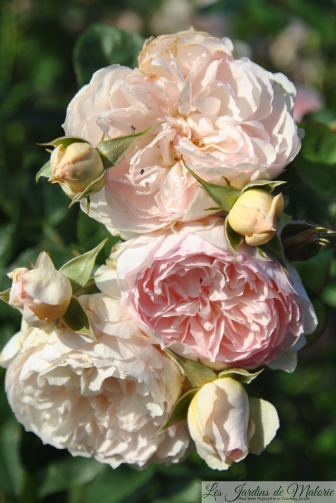 Focus sur le rosier 'Gentle Hermione' - Les Jardins de Malorie