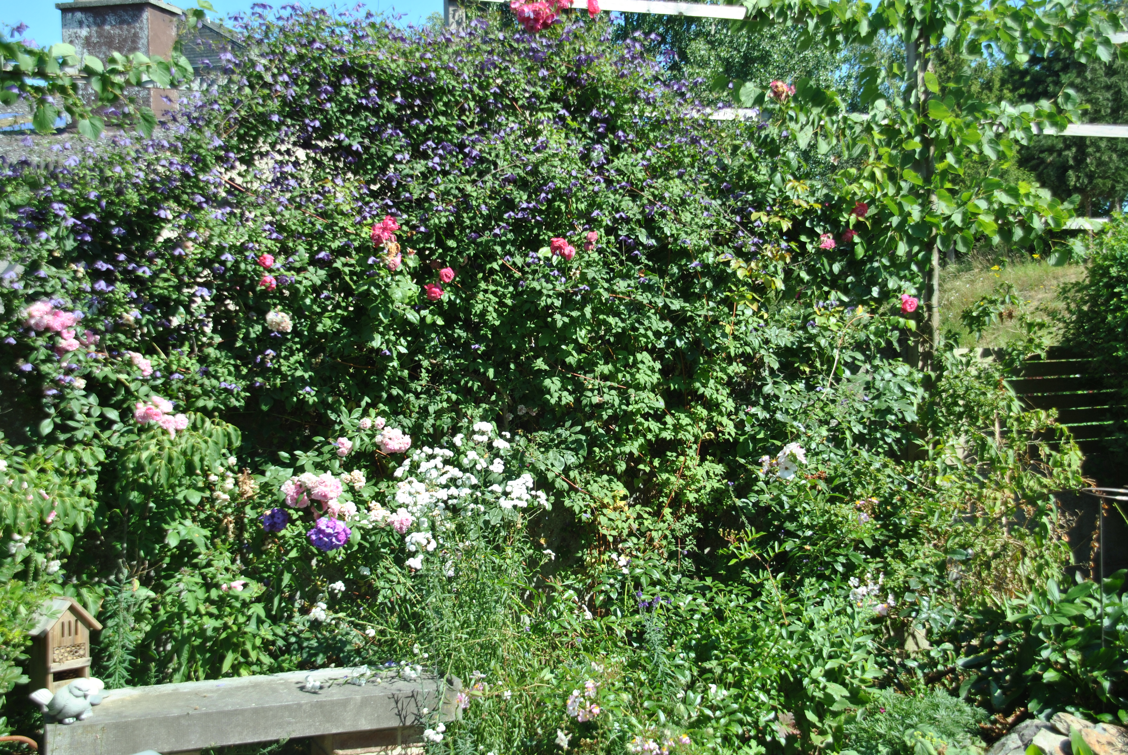 clématis 'Little Bas' et rosier 'Théo' - Les Jardins de Malorie