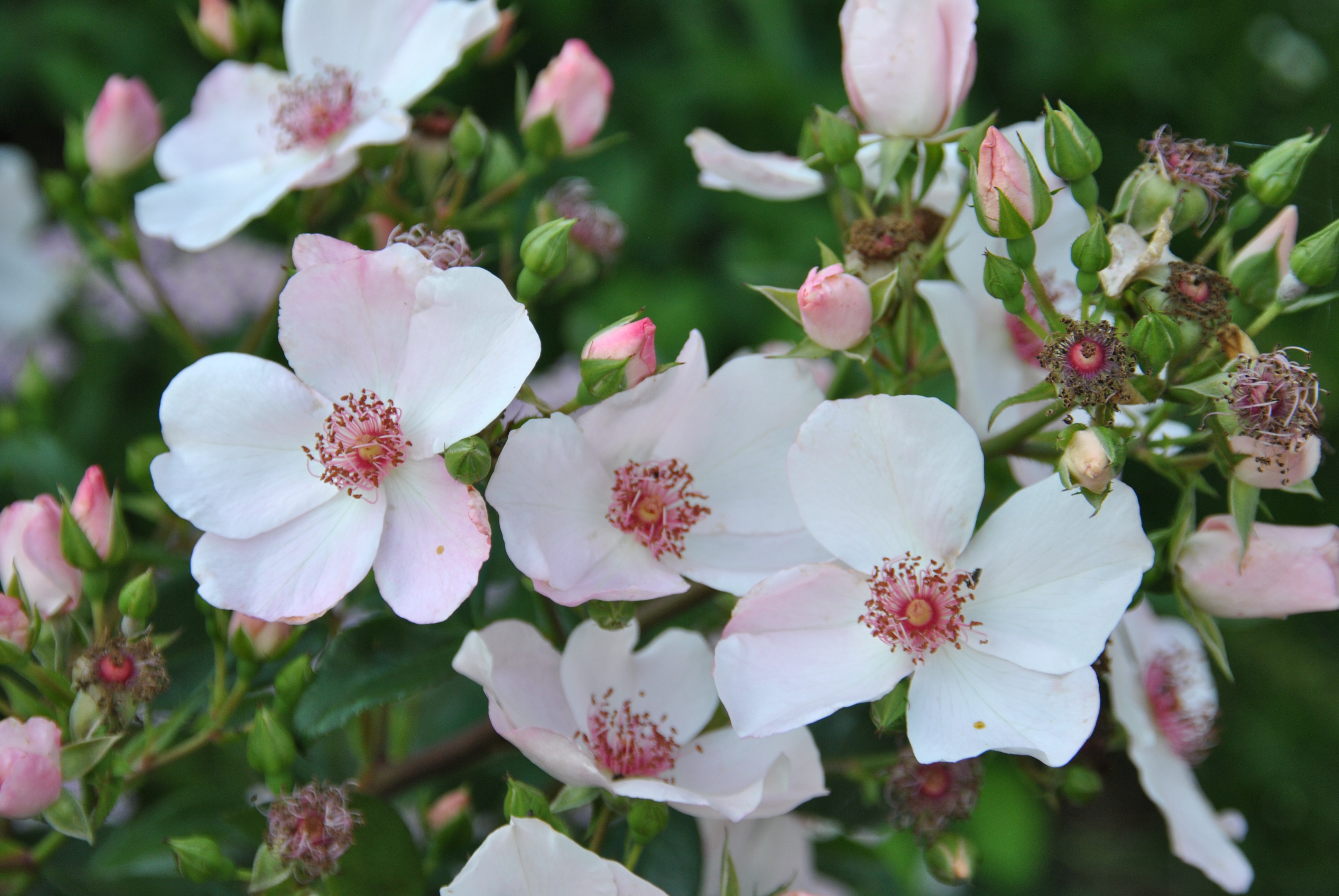 rosa 'Astronomia' - Les Jardins de Malorie