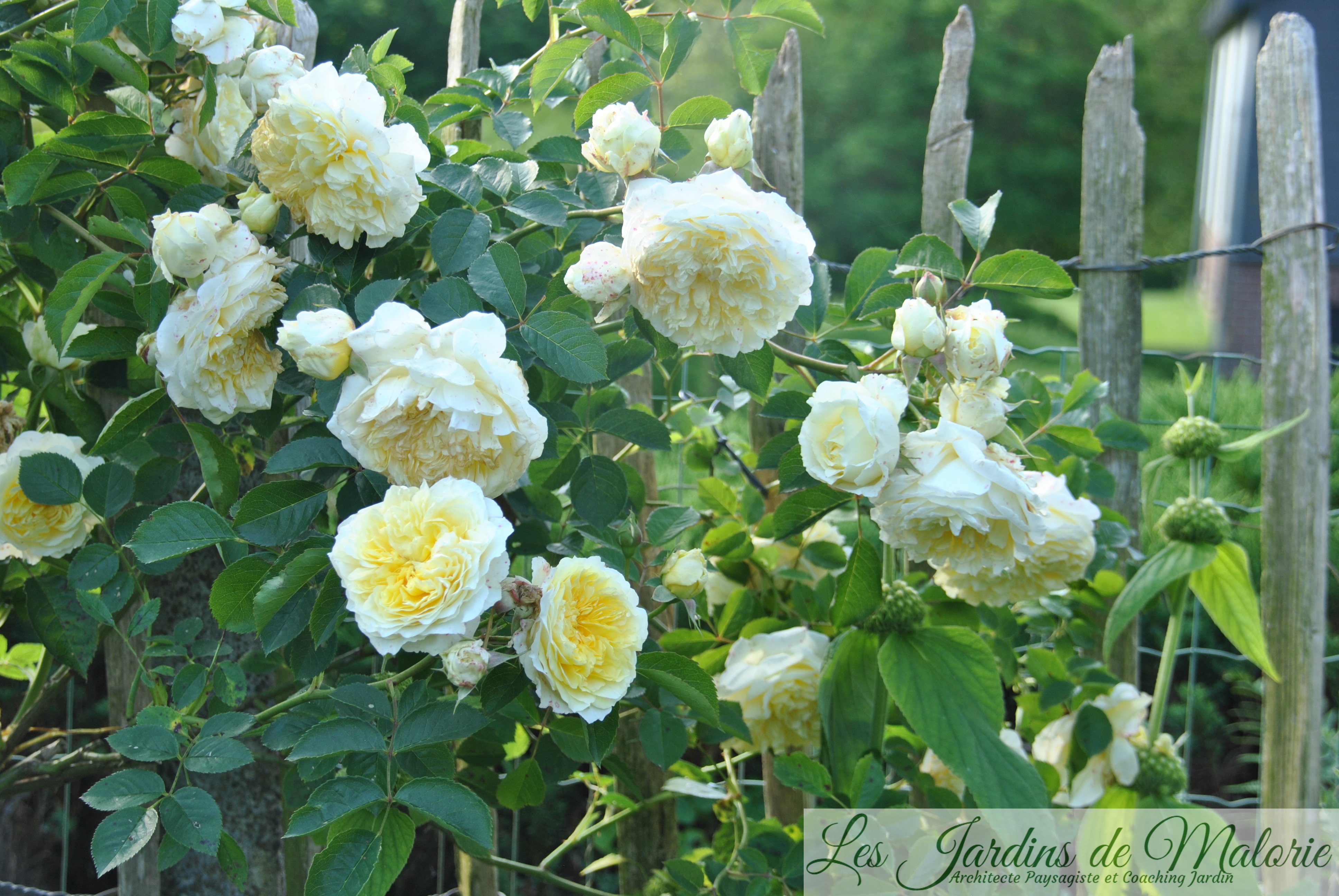 Focus sur le rosier 'The Pilgrim' - Les Jardins de Malorie