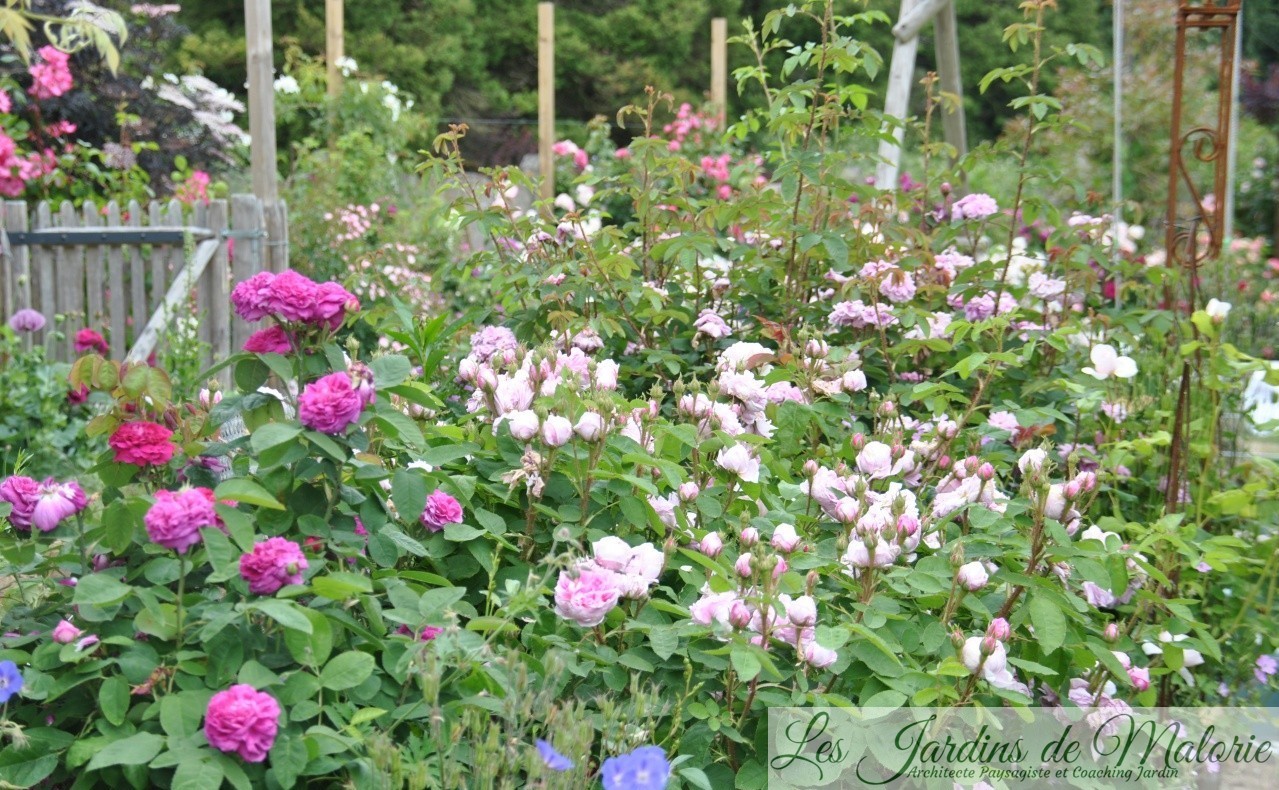Focus sur le rosier 'Salet': le charme romantique des roses anciennes ...