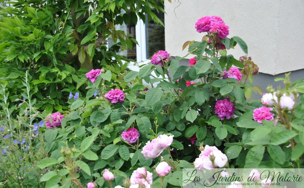 Focus sur 'Rose de Rescht' - Les Jardins de Malorie