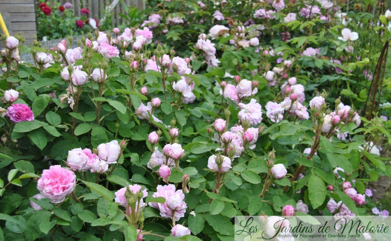 Focus sur le rosier 'Salet': le charme romantique des roses anciennes ...