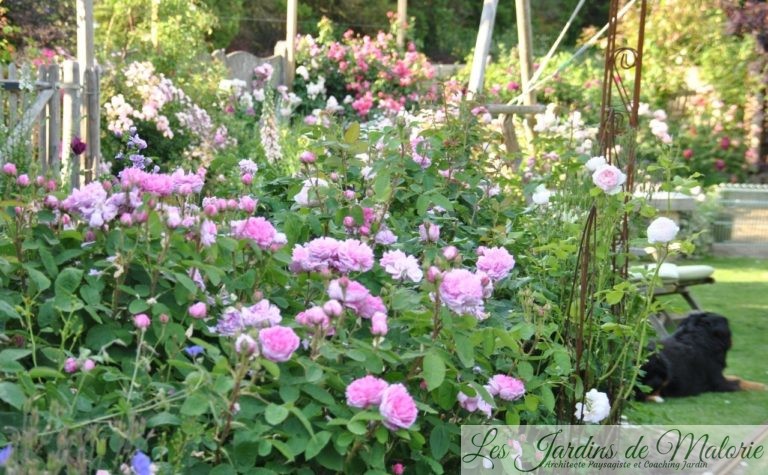 Focus sur le rosier 'Salet': le charme romantique des roses anciennes ...