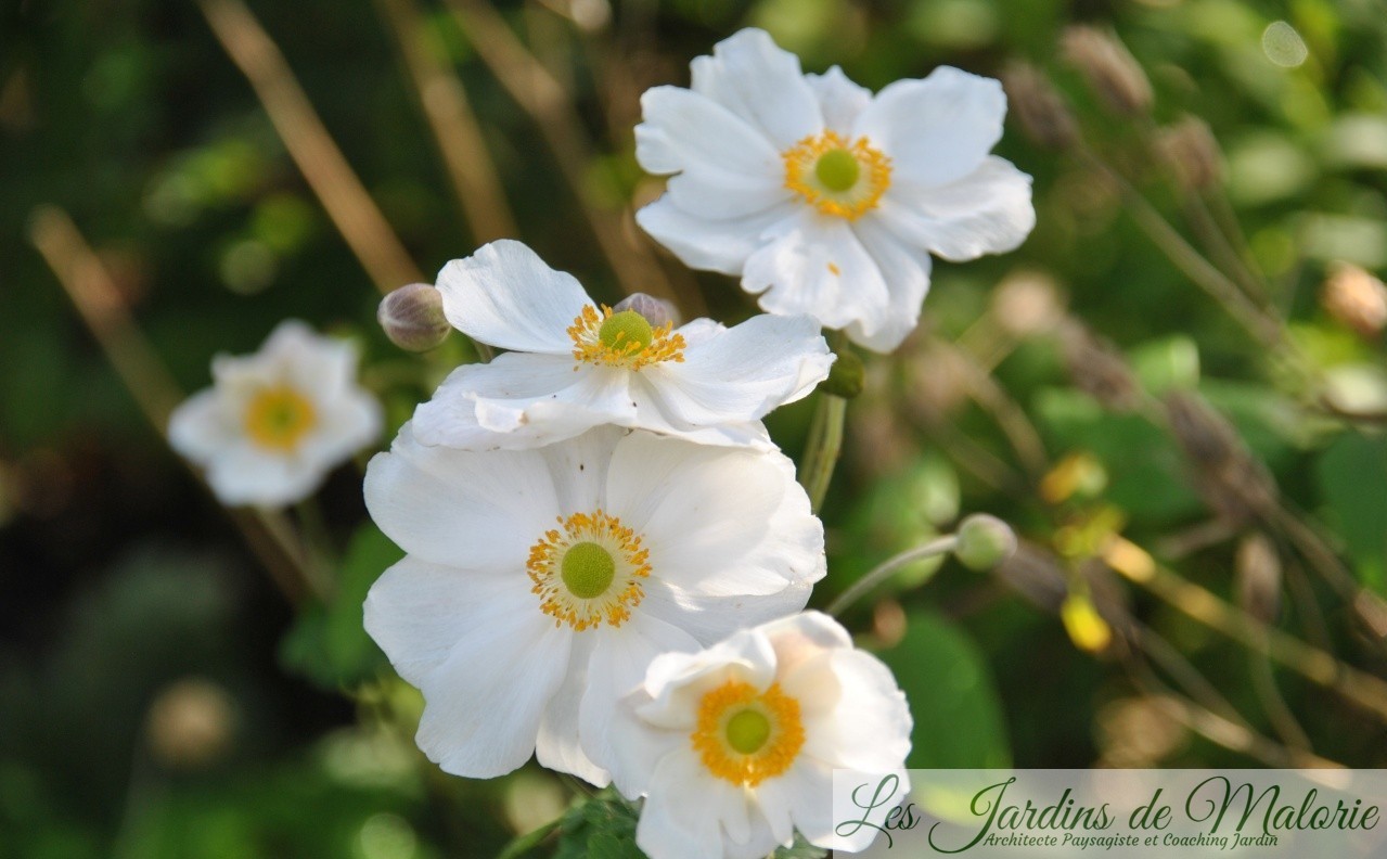 Mes incontournables : les anémones du Japon - Les Jardins de Malorie