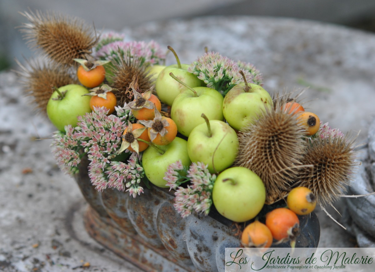 Petites pommes en bouquet d'automne - Les Jardins de Malorie