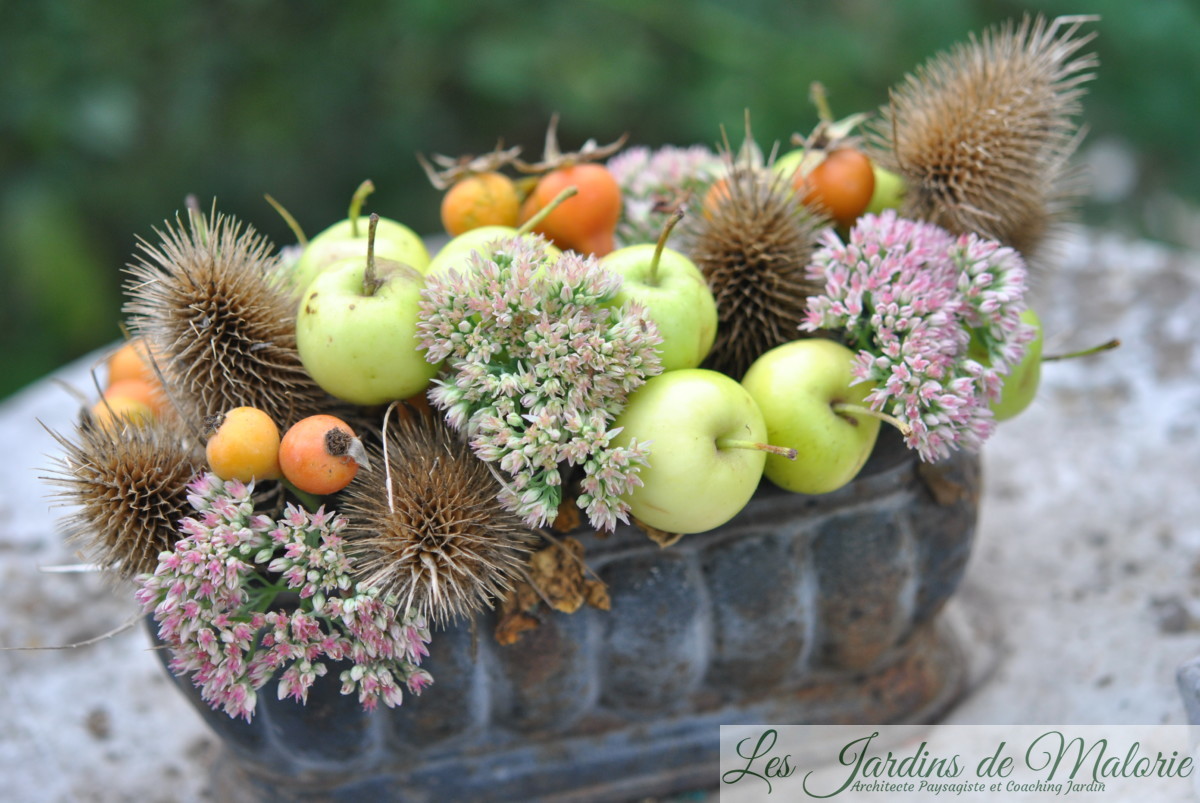 Petites pommes en bouquet d'automne - Les Jardins de Malorie