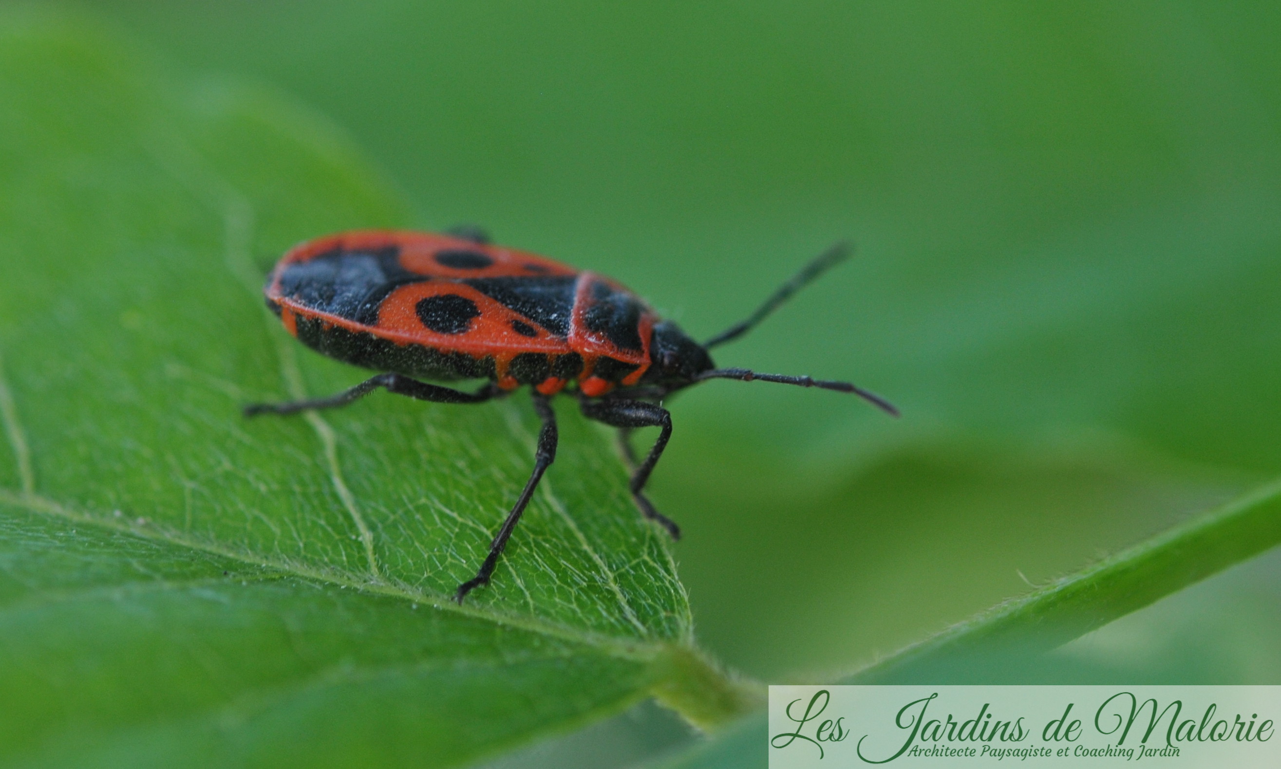 Punaises Rouges Dans Le Jardin