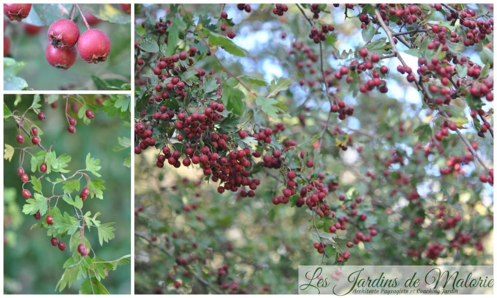 Balade guidée à la découverte des plantes sauvages comestibles - Les ...