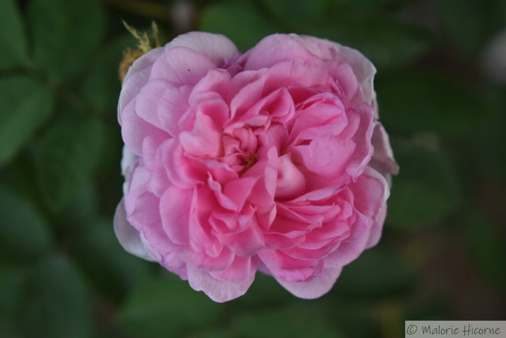 Focus sur le rosier 'Salet': le charme romantique des roses anciennes ...