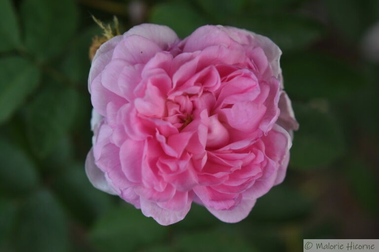 Focus sur le rosier 'Salet': le charme romantique des roses anciennes ...