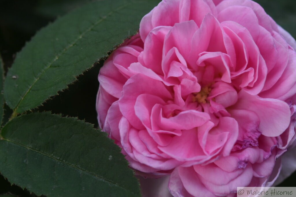 Focus sur le rosier 'Salet': le charme romantique des roses anciennes ...