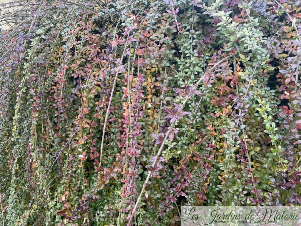 Jasmin d'hiver à fleurs jaunes (Jasminum nudiflorum). - Les Jardins de ...