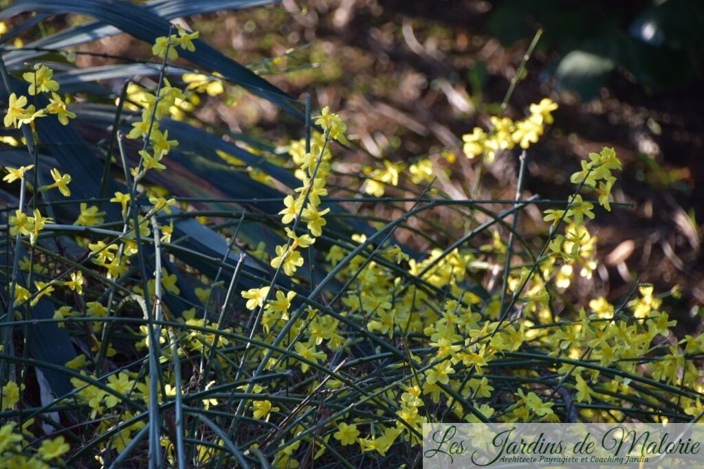 Jasmin d'hiver à fleurs jaunes (Jasminum nudiflorum). - Les Jardins de ...